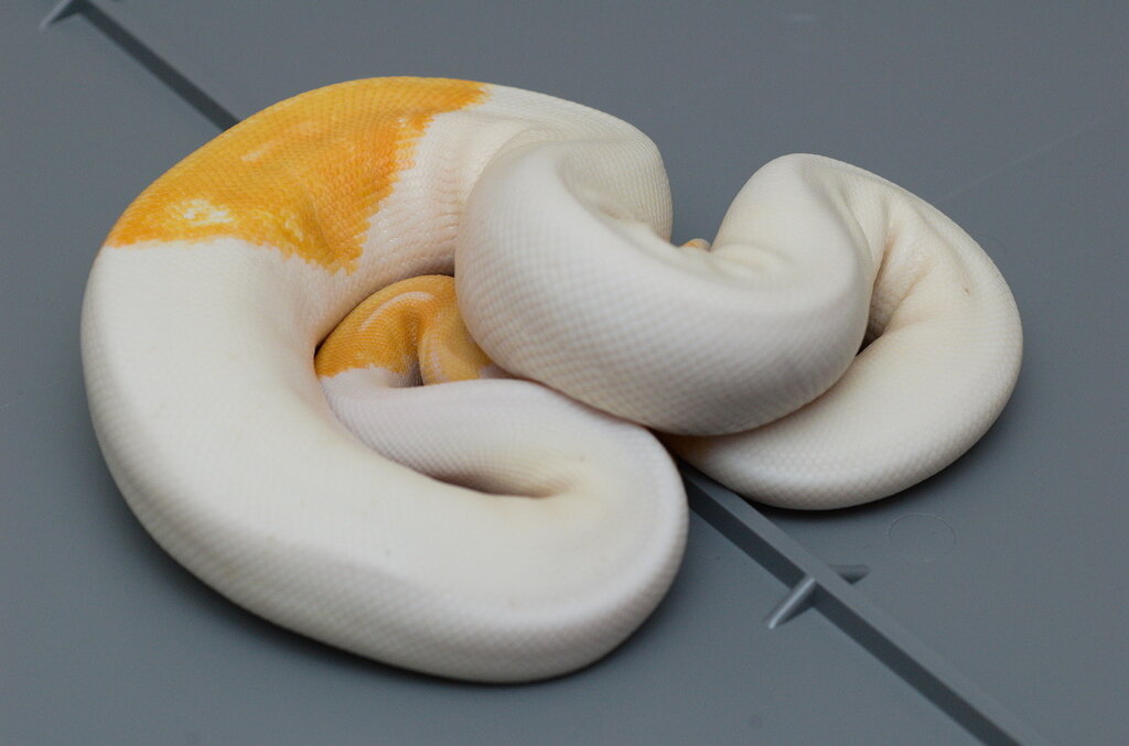 High White Dreamsicle arrival! - Ball Pythons - MorphMarket Reptile ...