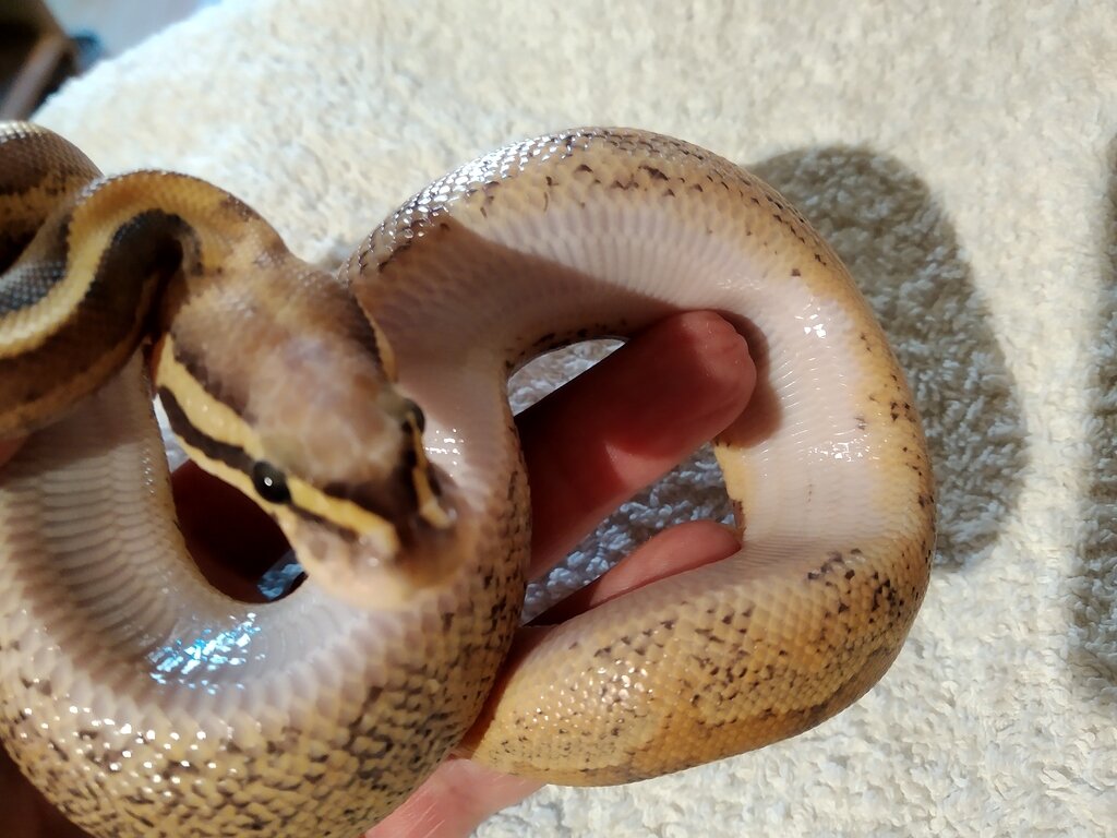 Vanilla Cream or Super Vanilla trick? - Ball Pythons - MorphMarket ...