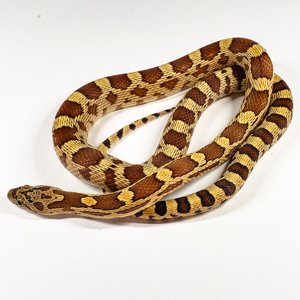 Sonoran gopher snake x corn snake hybrids - #38 by thebeardedherper ...