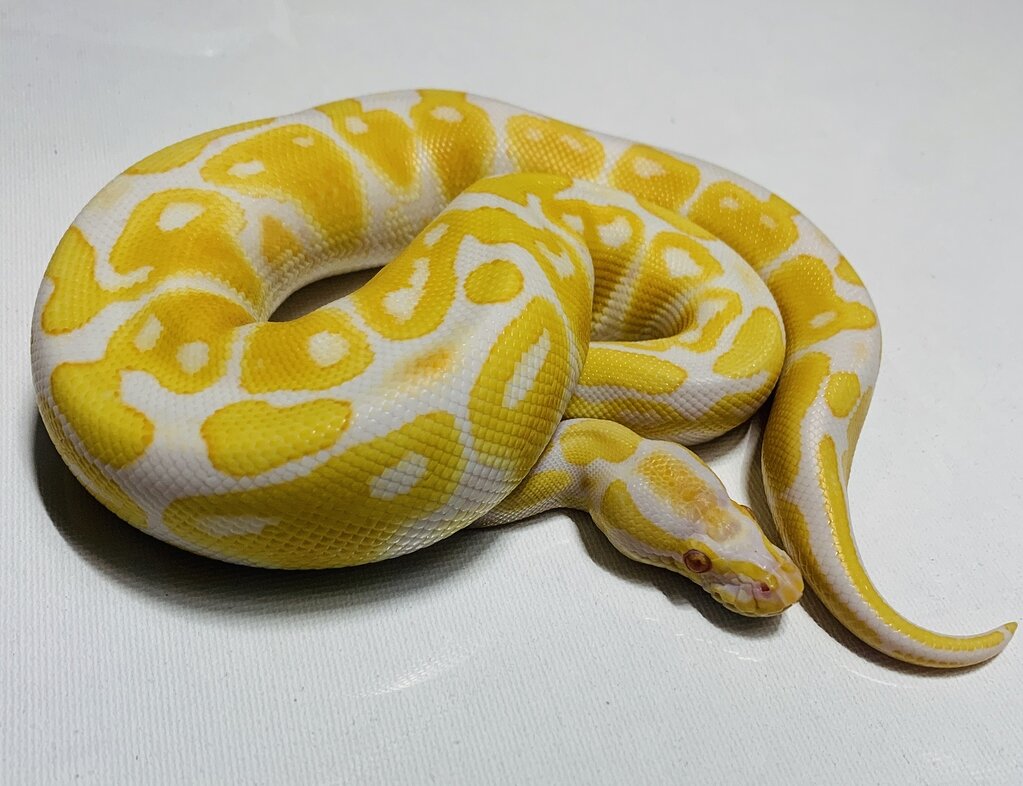 Albino with Orange Outline - Ball Pythons - MorphMarket Reptile Community