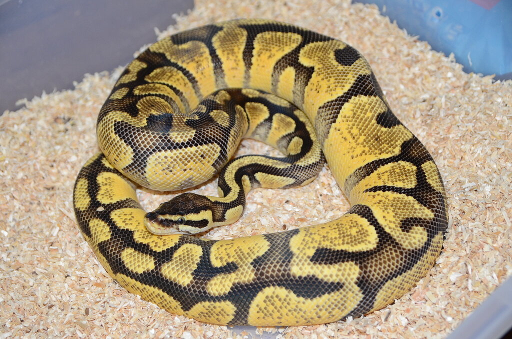 Gravel Pastel het. Pied - Ball Pythons - MorphMarket Reptile Community