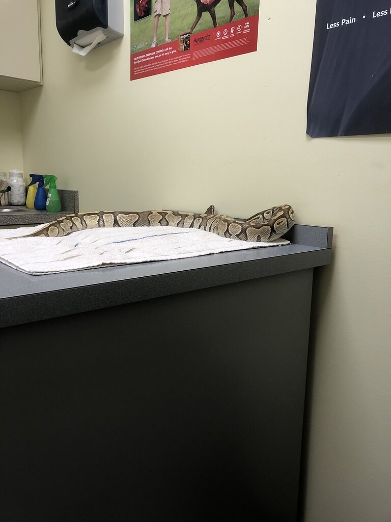 Need more opinions - Ball Pythons - MorphMarket Reptile Community