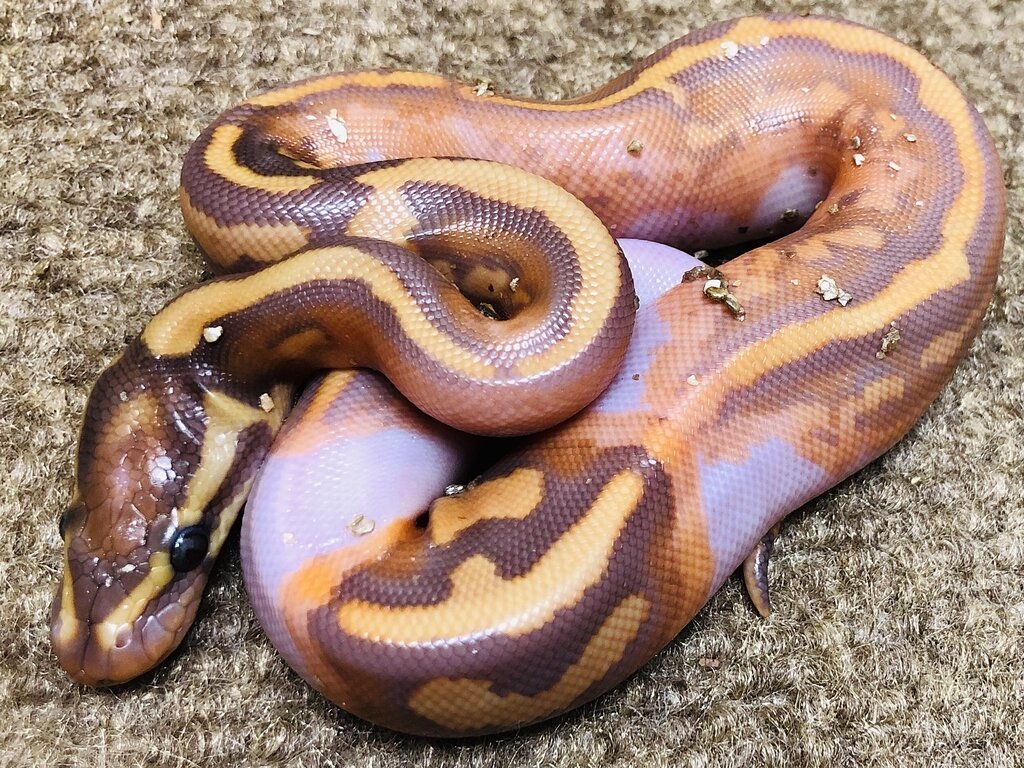 is-this-really-two-toned-or-typical-of-the-morph-ball-pythons