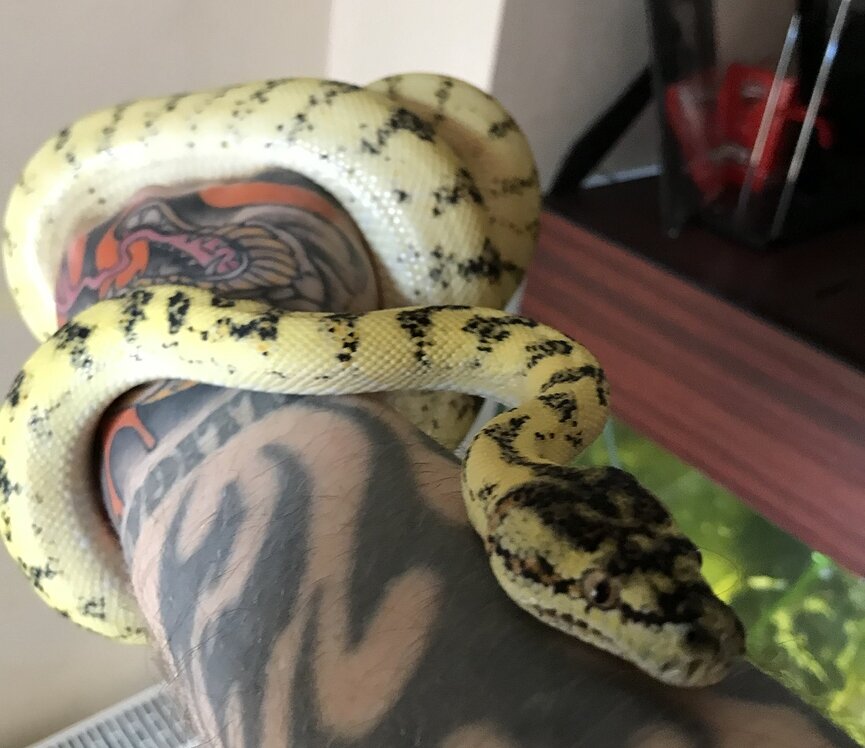 Questions about hybrid snakes - All Reptiles - MorphMarket Reptile ...