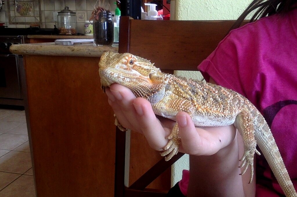 Tips for first beardie clutch - Bearded Dragons - MorphMarket Reptile Community