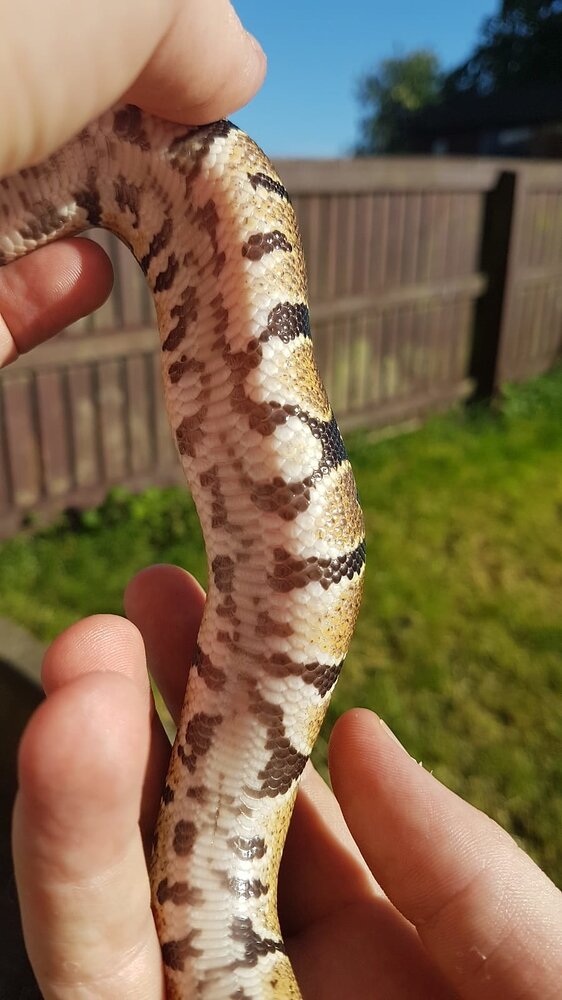 Bp snake genes have me scratching my head - Ball Pythons - MorphMarket ...