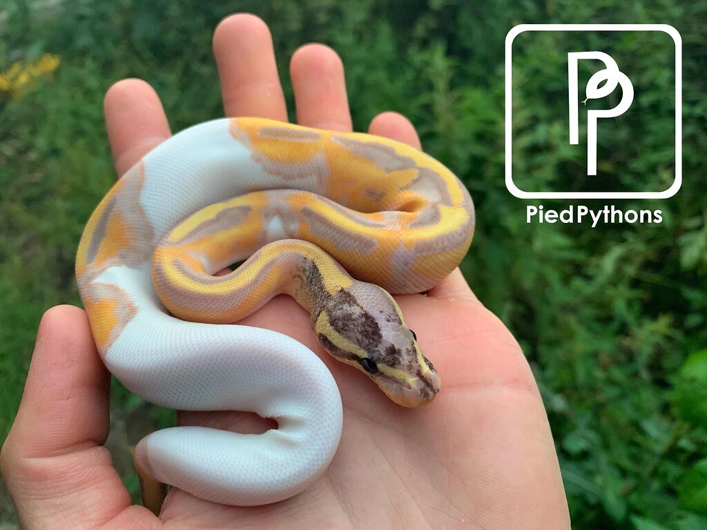 Hi from Pied Pythons - European piebald speclialists - Introductions ...