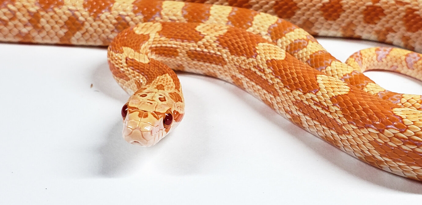 Sonoran gopher snake x corn snake hybrids - #38 by thebeardedherper ...