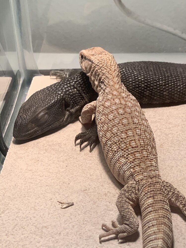 Melanistic Savannah Monitor - Monitors - MorphMarket Reptile Community