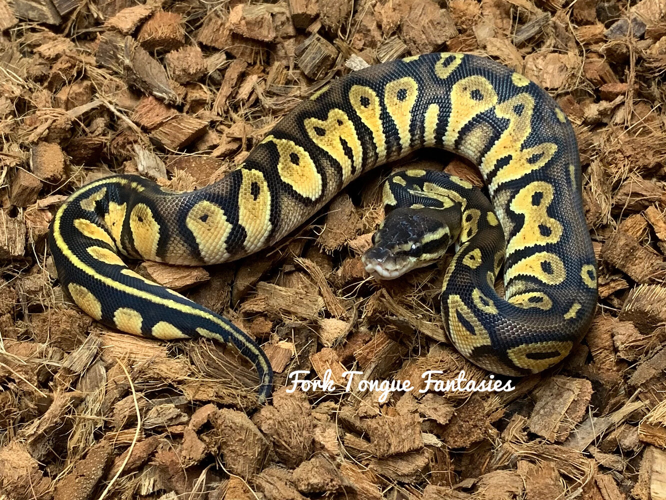 Welcome to the dark side! Show your dark morphs! - Ball Pythons - MorphMarket Reptile Community