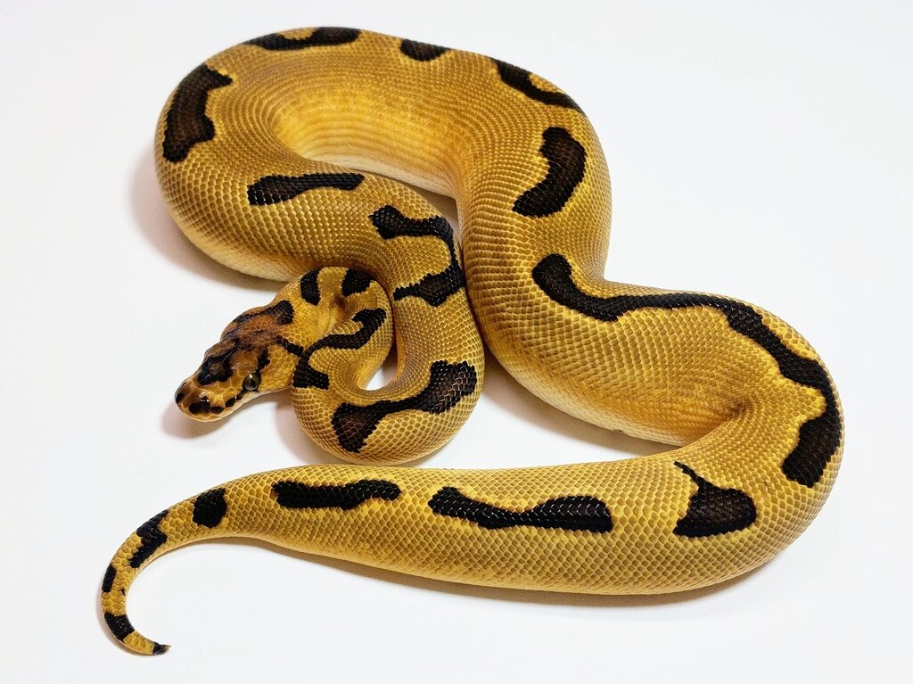 Enchi Blade Clown - Ball Pythons - MorphMarket Reptile Community