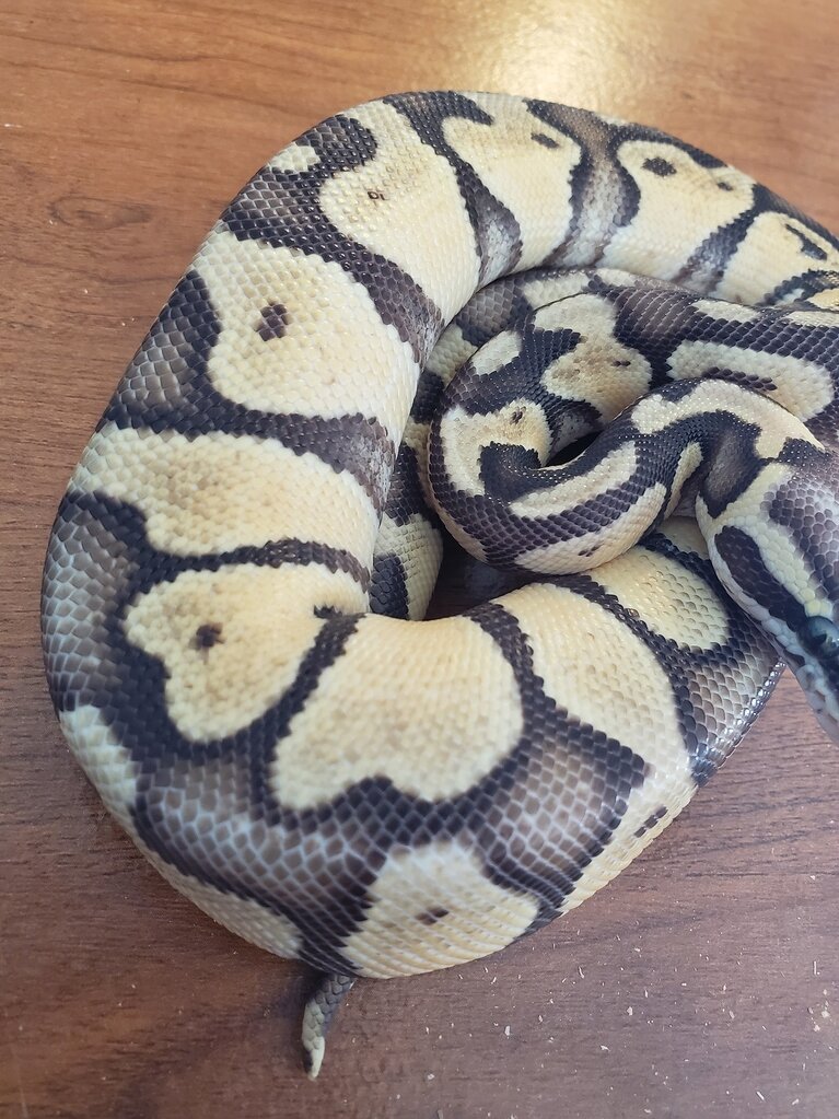 Unknown genes in a rescued snake - Ball Pythons - MorphMarket Reptile ...