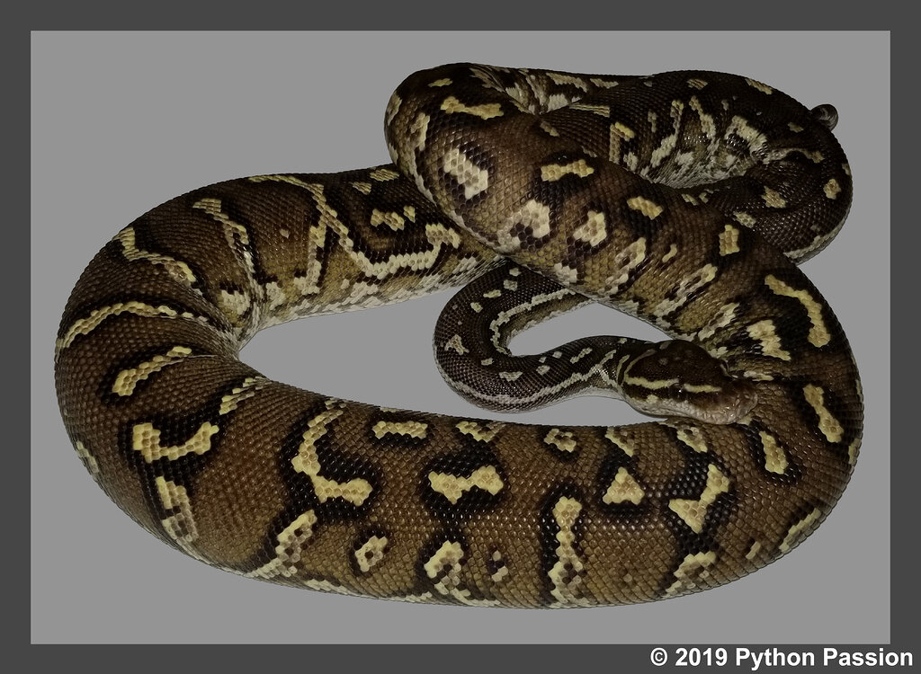 Angolans! Who's Got 'Em? - Other Pythons - MorphMarket Reptile Community