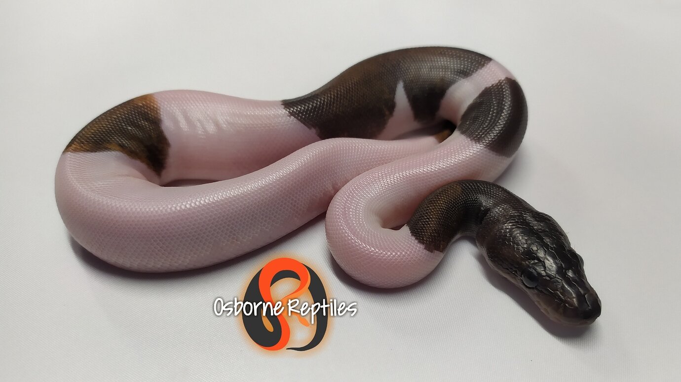 Welcome to the dark side! Show your dark morphs! - Ball Pythons ...