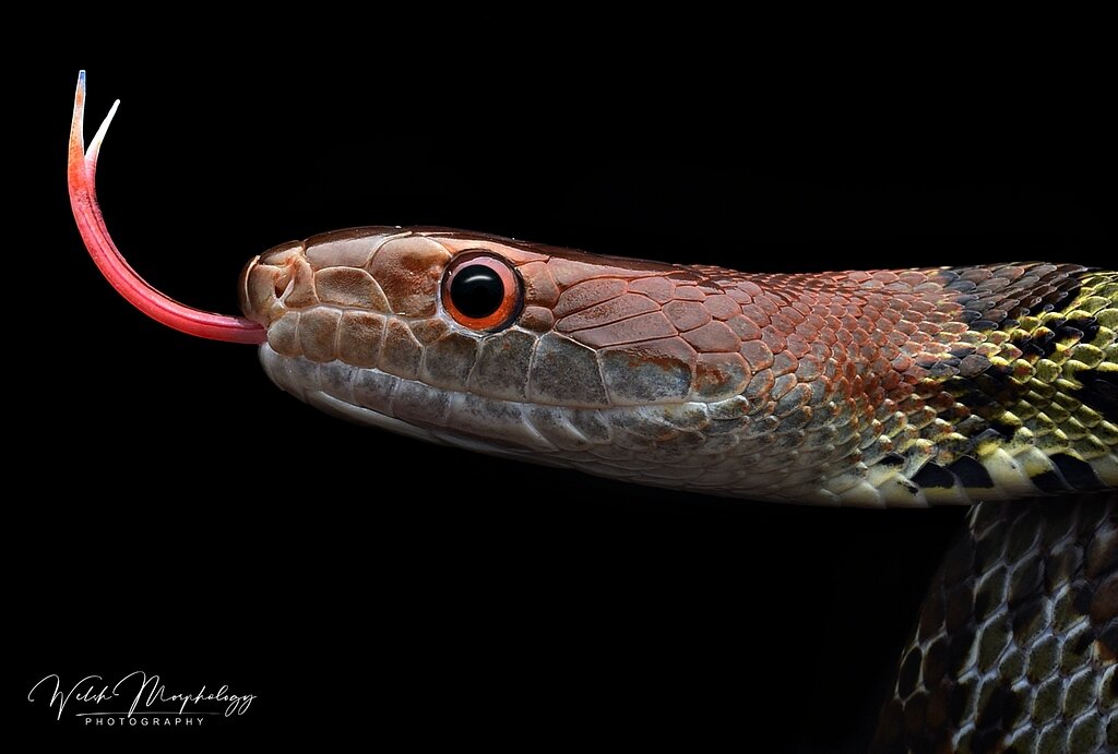 Tongue out time - Other Colubrids - MorphMarket Reptile Community