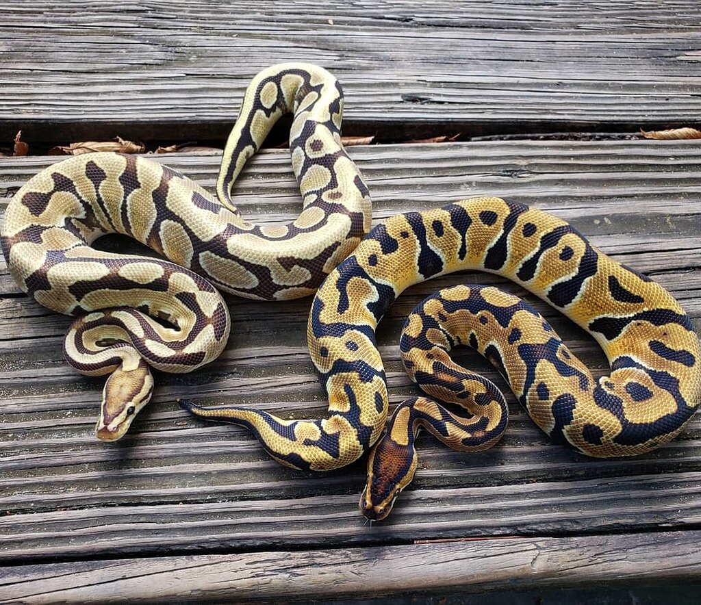 Updated Fire & OD Puzzle Pictures - Ball Pythons - MorphMarket Reptile ...