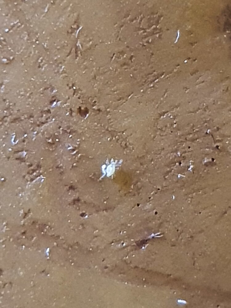 Ball python mite infestation - Ball Pythons - MorphMarket Reptile Community