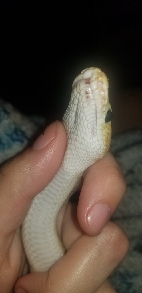 Help with lip scabbing? - Ball Pythons - MorphMarket Reptile Community