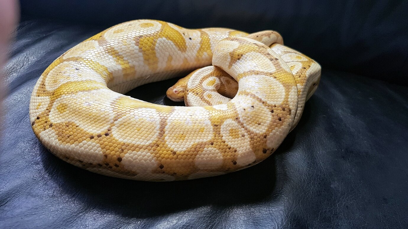 Show off those adult banana combos! - Ball Pythons - MorphMarket ...