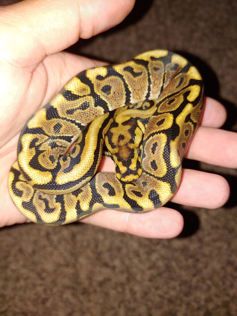 I finally know what a Spotnose Blade looks like - Ball Pythons ...