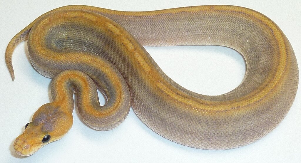 Favorite orange ghost morph? - Ball Pythons - MorphMarket Reptile Community Favorite orange ghost morph? - Ball Pythons - MorphMarket Reptile Community