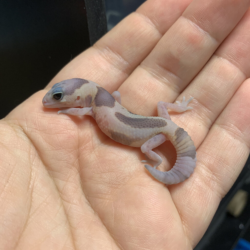 Cute Aberrant Whiteout Ghost 50% Het Oreo Patternless - Fat-Tailed ...