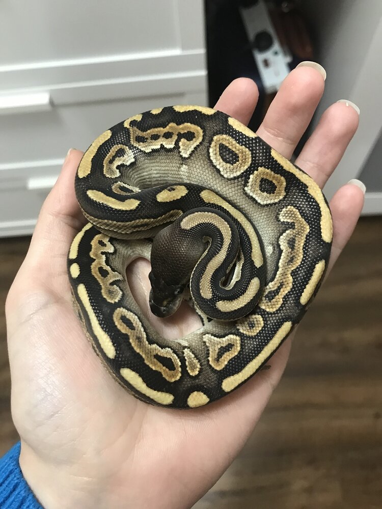 Welcome to the dark side! Show your dark morphs! - Ball Pythons ...