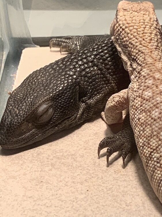 Melanistic Savannah Monitor - Monitors - MorphMarket Reptile Community