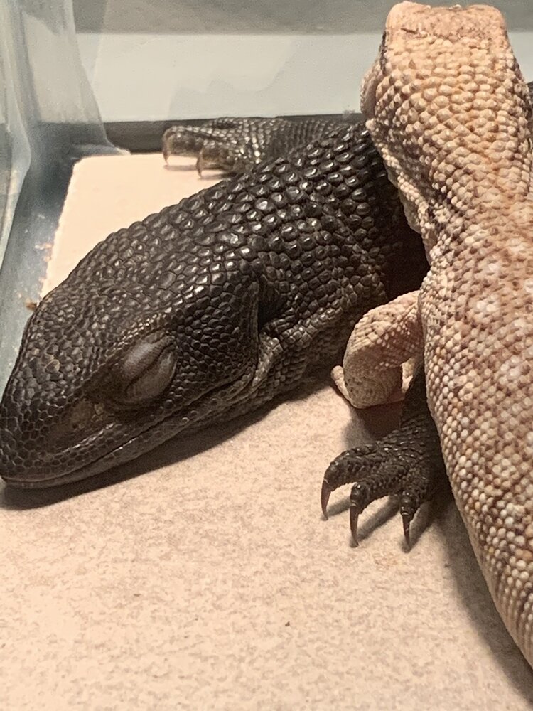 Melanistic Savannah Monitor - Monitors - MorphMarket Reptile Community