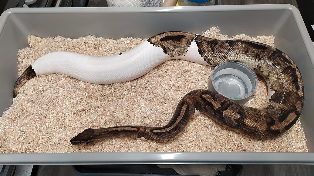 Volta or Saharan Ball Pythons? Giants? - Ball Pythons - MorphMarket ...