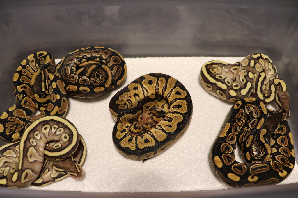 My first clutch! Pics, help identify? - Ball Pythons - MorphMarket ...