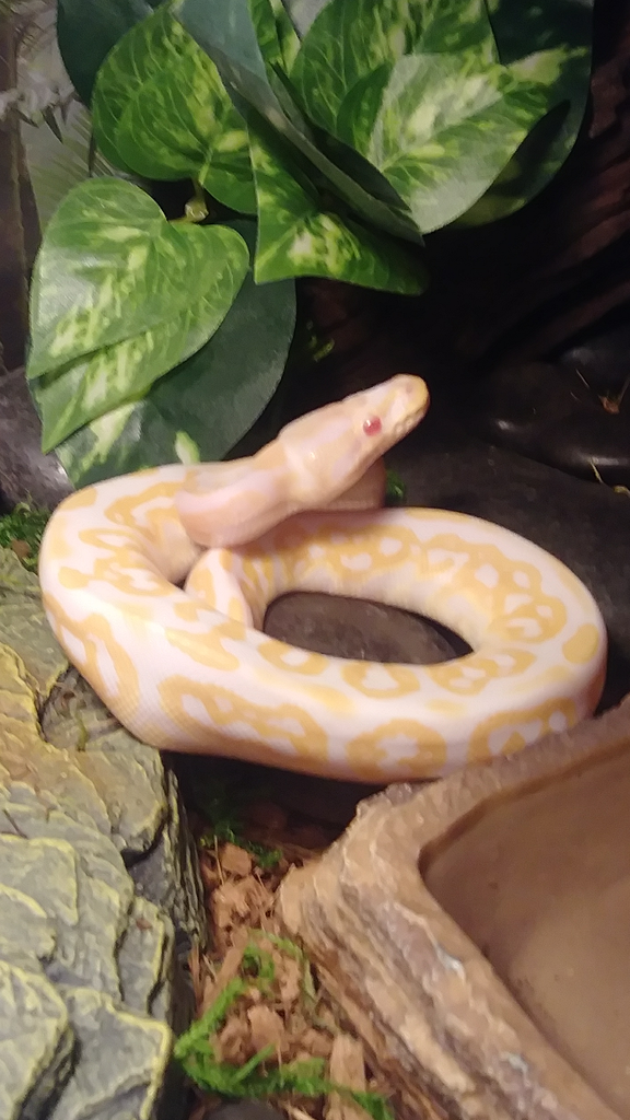 Im 99.99% sure this ISNT scale rot. Confirm please - Ball Pythons ...