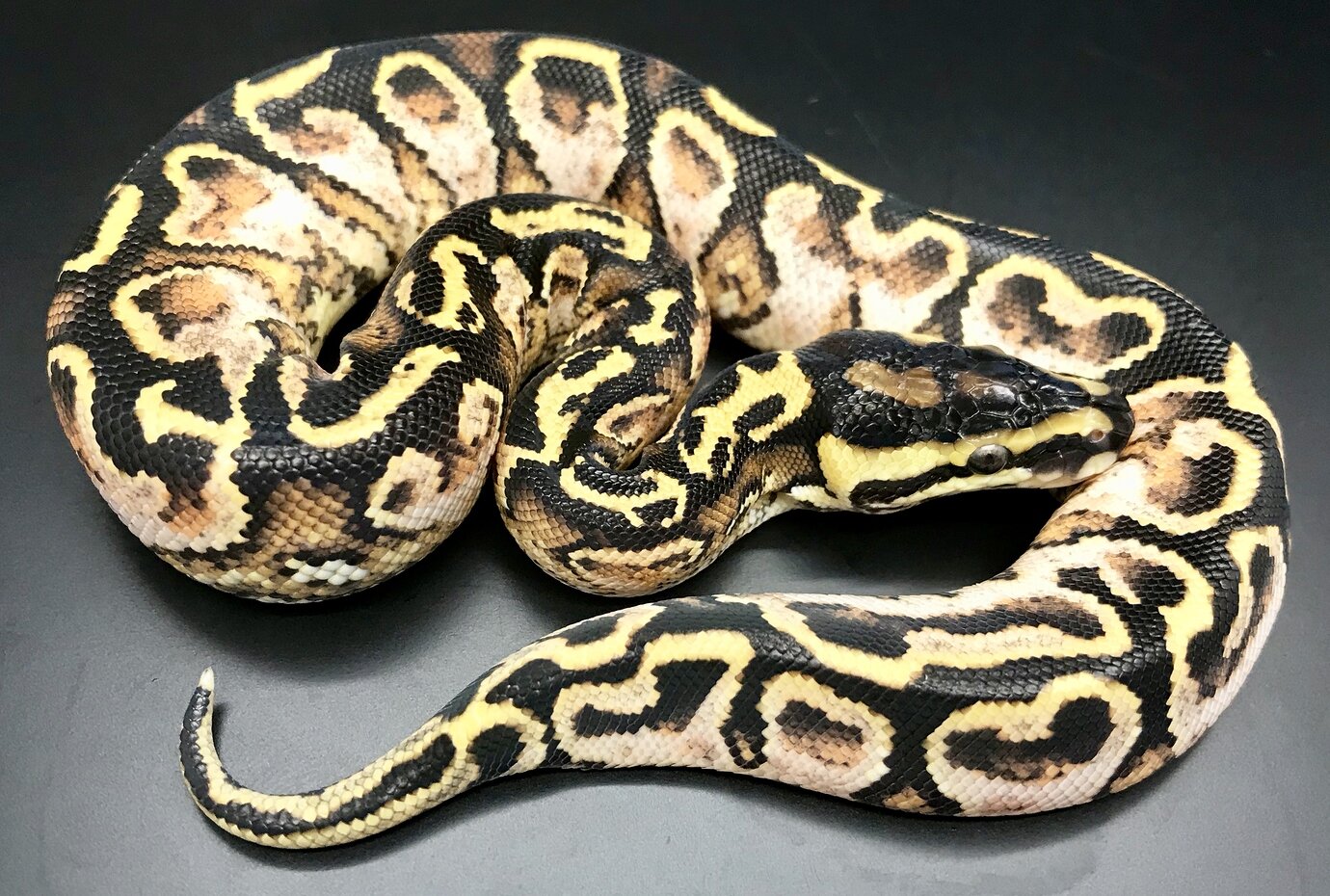 The Craziest Visual Paint Combo Yet - Ball Pythons - MorphMarket ...