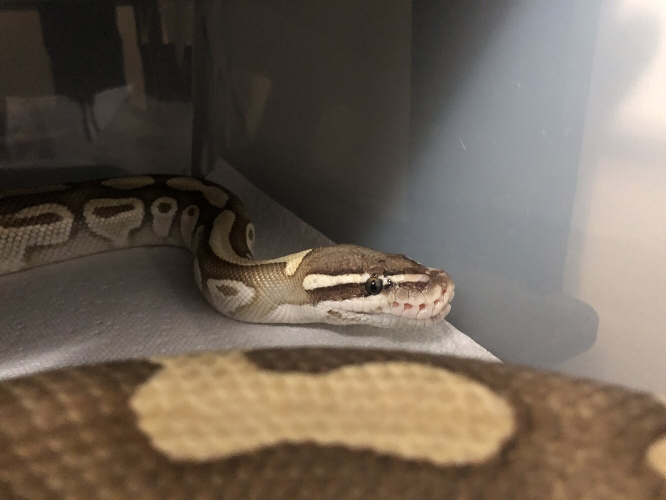 Mandibular Abscess in Ball Python - Ball Pythons - MorphMarket Reptile ...