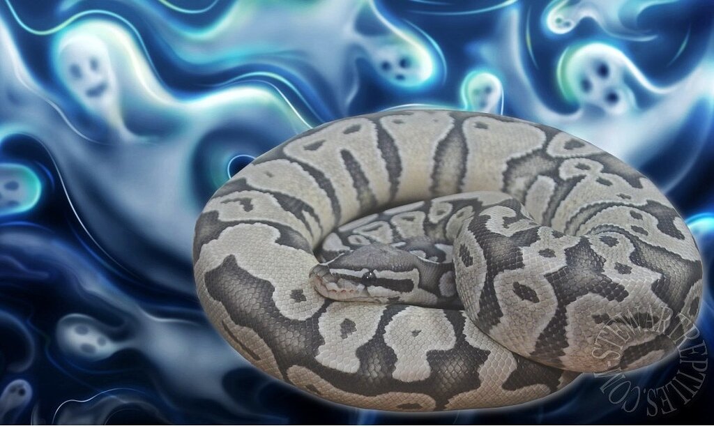 In the spirit of halloween show your ghost(s) - Ball Pythons ...