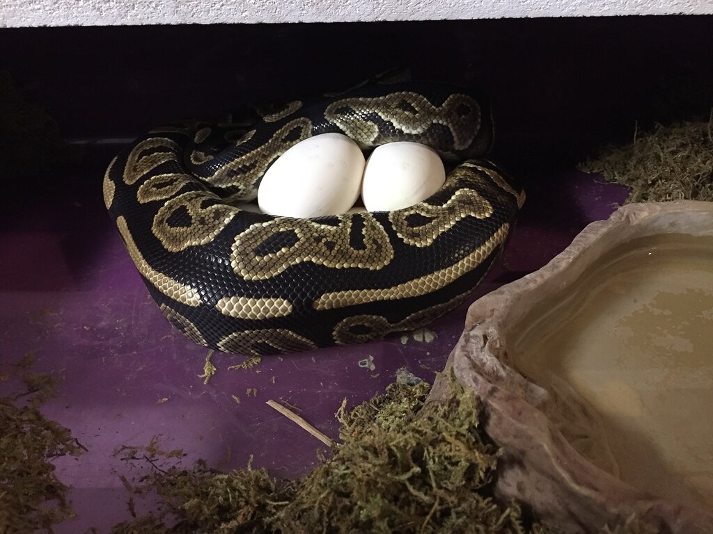 1st Maternal Incubation - Ball Pythons - MorphMarket Reptile Community