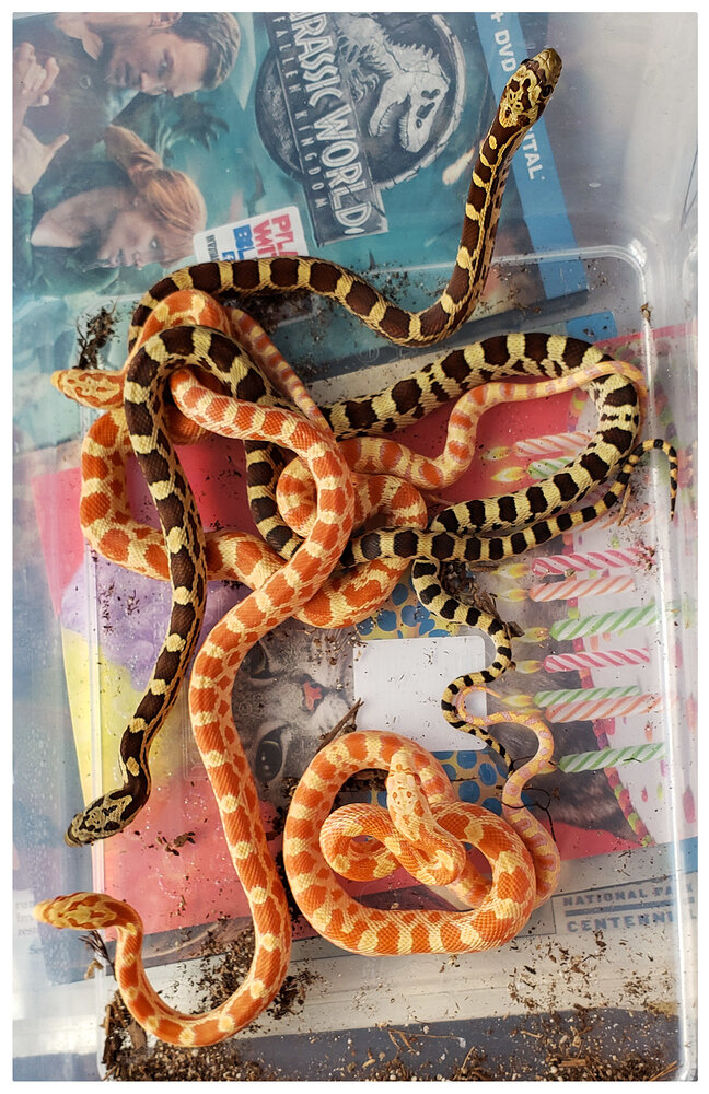 Sonoran gopher snake x corn snake hybrids - Corn Snakes - MorphMarket ...
