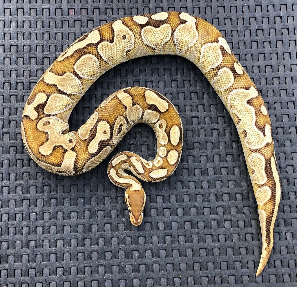 This girls looks amazing as an adult - Ball Pythons - MorphMarket ...