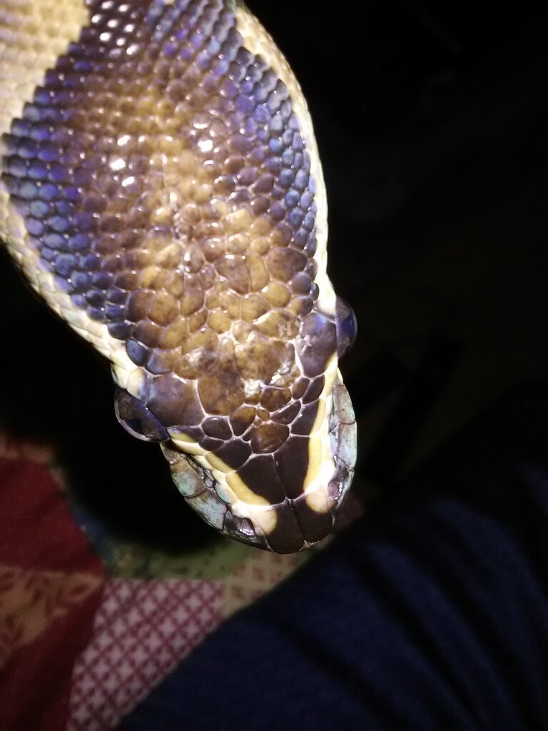 Icky head scales? Please advise - Ball Pythons - MorphMarket Reptile ...