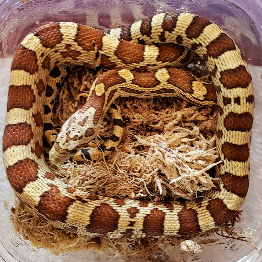 Sonoran gopher snake x corn snake hybrids - Colubrids - MorphMarket ...