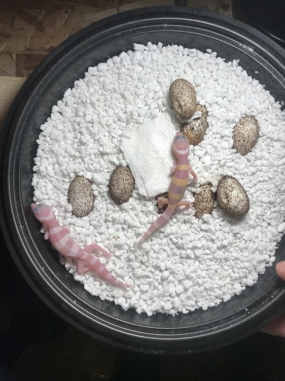 Leopard Gecko Genetics - Leopard Geckos - MorphMarket Reptile Community