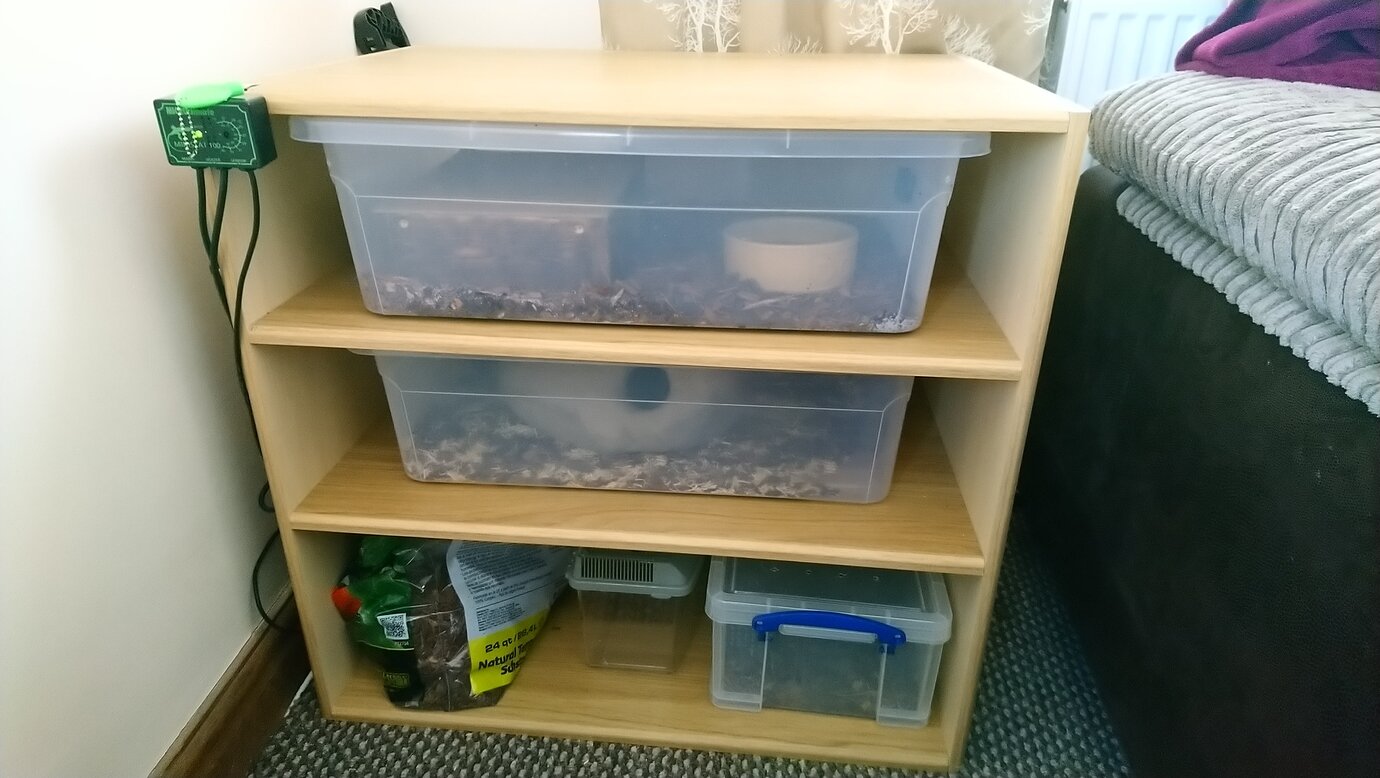 D.i.y snake racks - Enclosures & Setups - MorphMarket Reptile Community