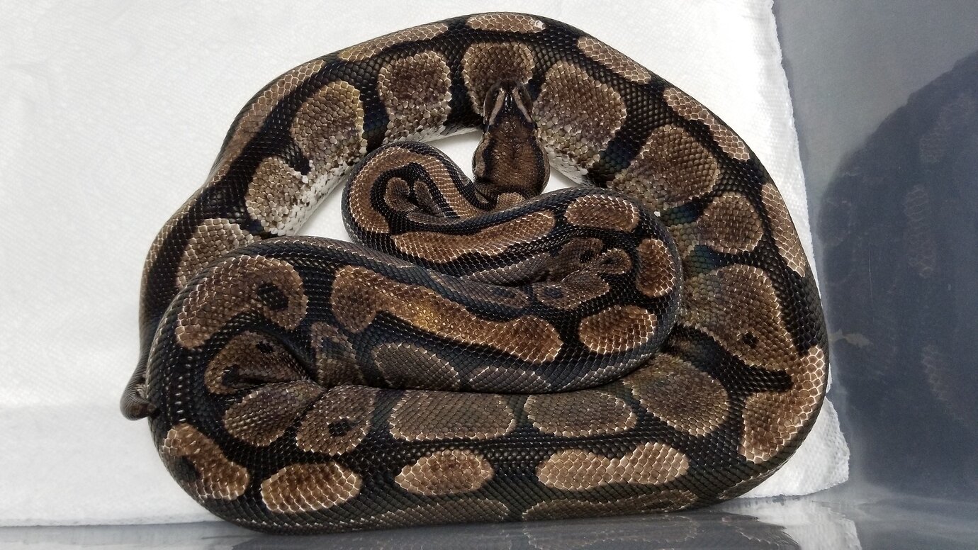 Welcome to the dark side! Show your dark morphs! - Ball Pythons ...