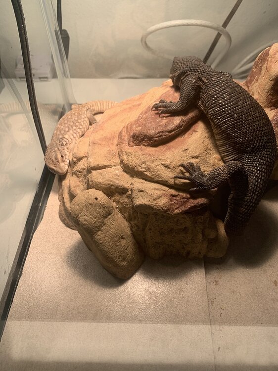 Melanistic Savannah Monitor - Monitors - MorphMarket Reptile Community
