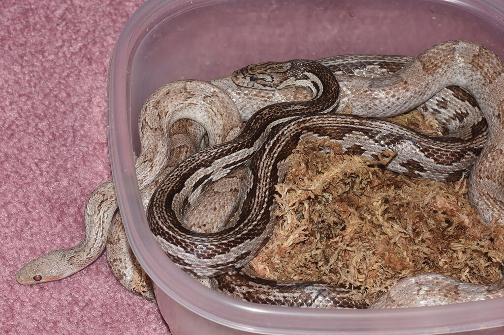 Elemental Exotic's 2020 Corn snake pairings - Corn Snakes - MorphMarket ...