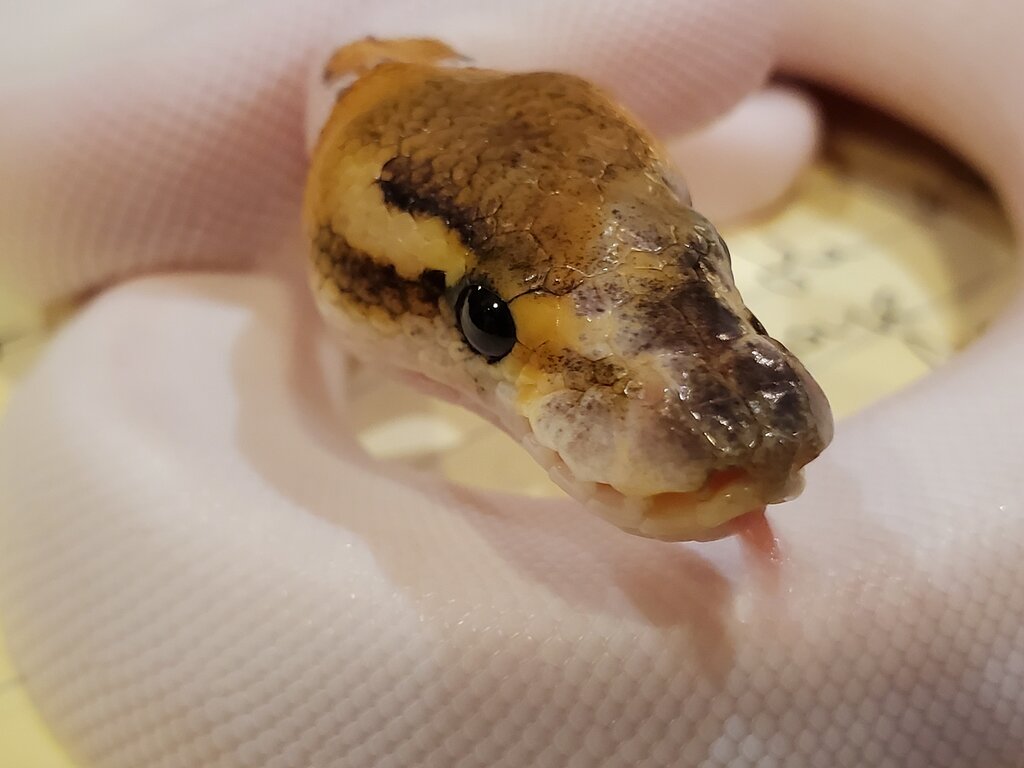 I was trying for a tongue flic pic - Ball Pythons - MorphMarket Reptile ...