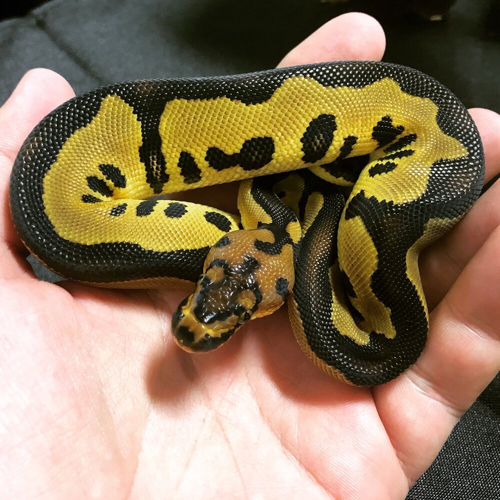 Leopard blade clown 🔥 - Ball Pythons - MorphMarket Reptile Community