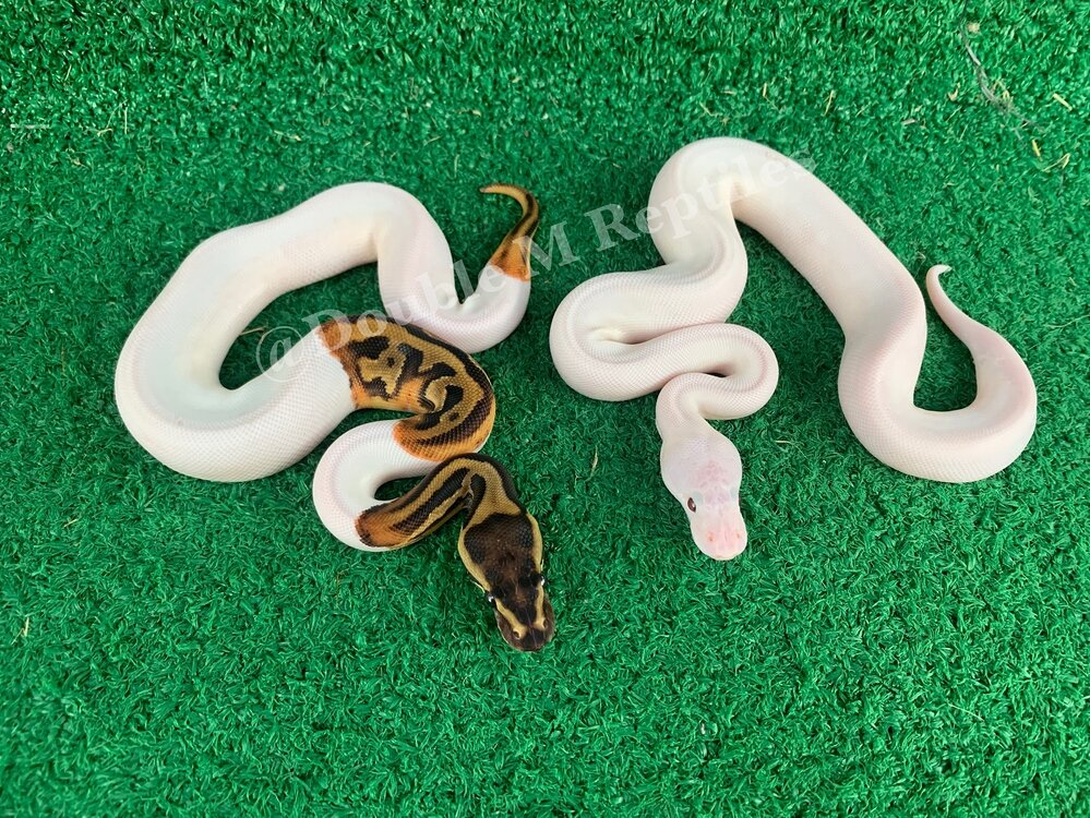 Leopard and Lesser Pieds - Ball Pythons - MorphMarket Reptile Community