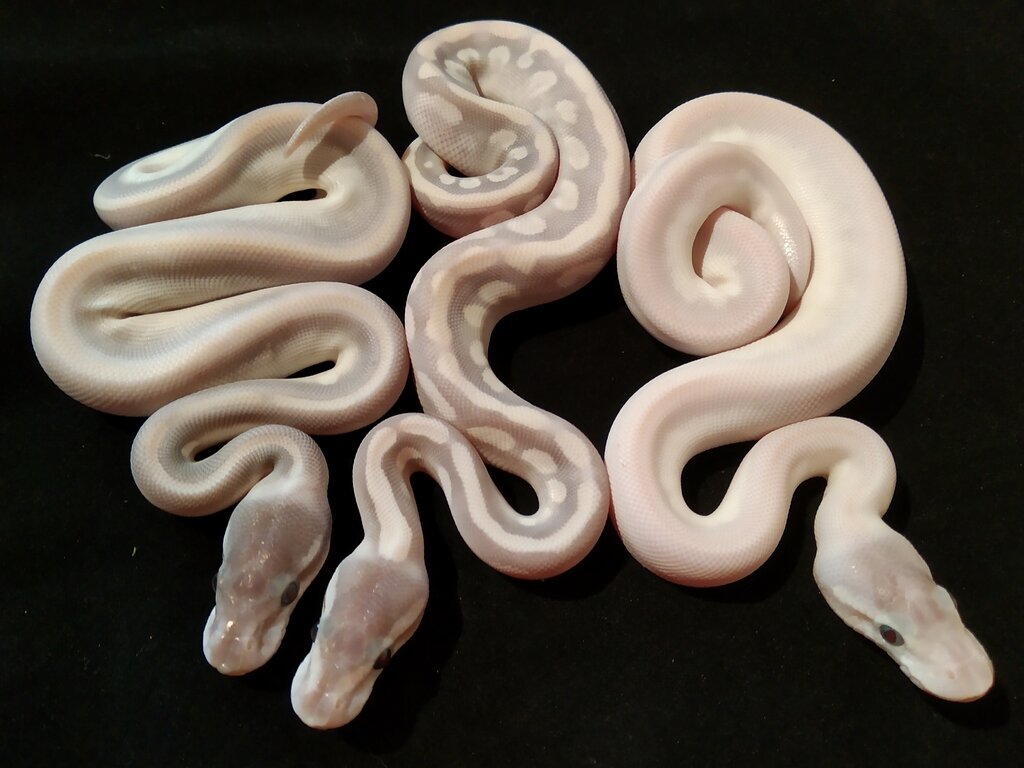 Three super shapes from three eggs - Ball Pythons - MorphMarket Reptile ...