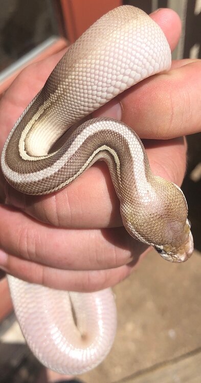 Ball Pythons identification help - Ball Pythons - MorphMarket Reptile ...